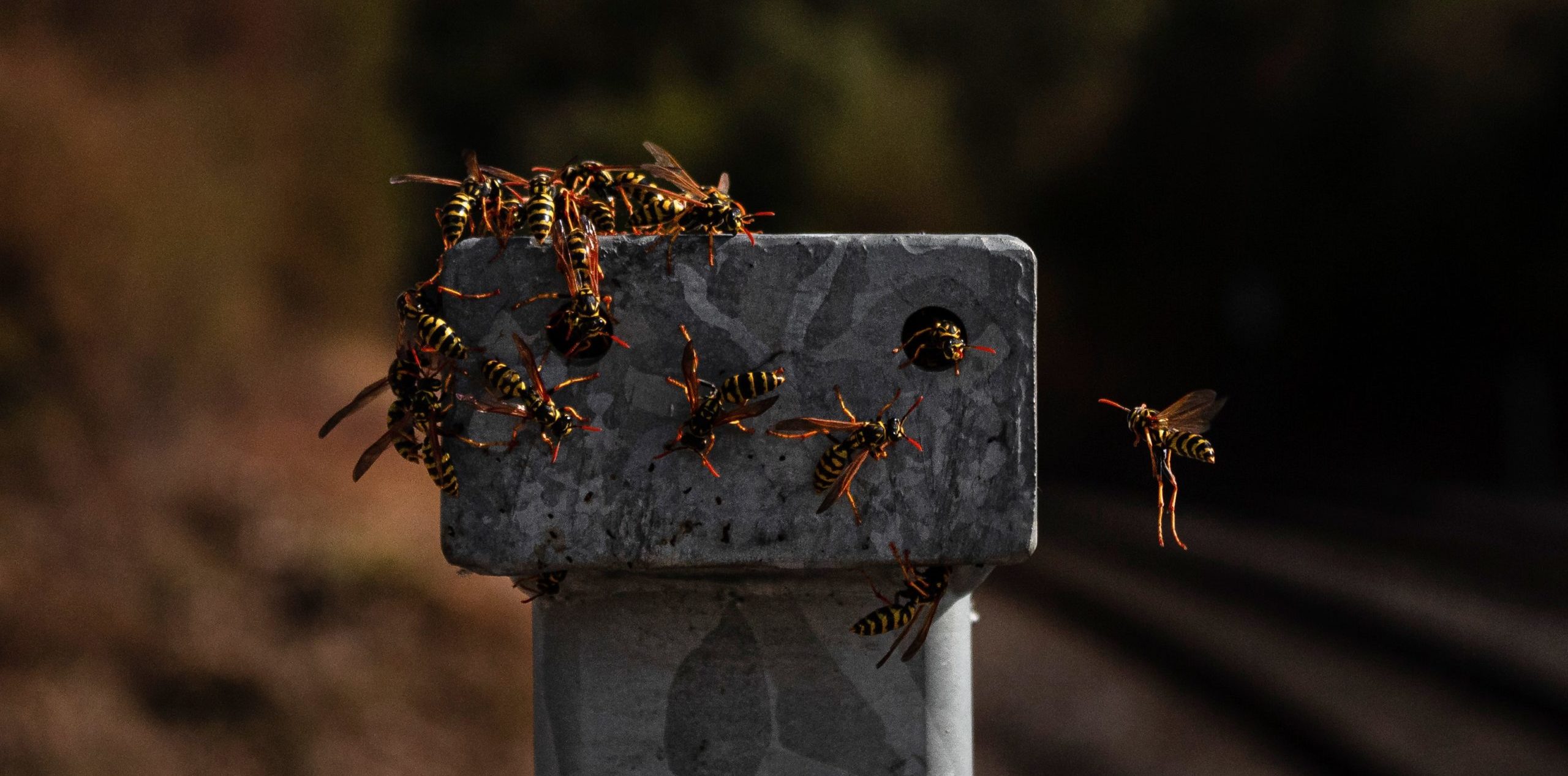 All About Wasps - S&S Termite and Pest Control