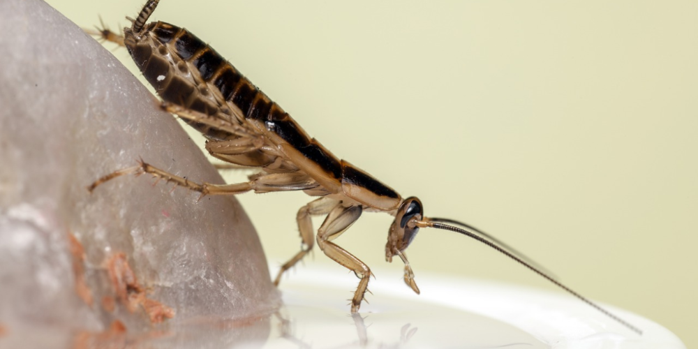 Classifying Cockroaches - S&S Termite and Pest Control